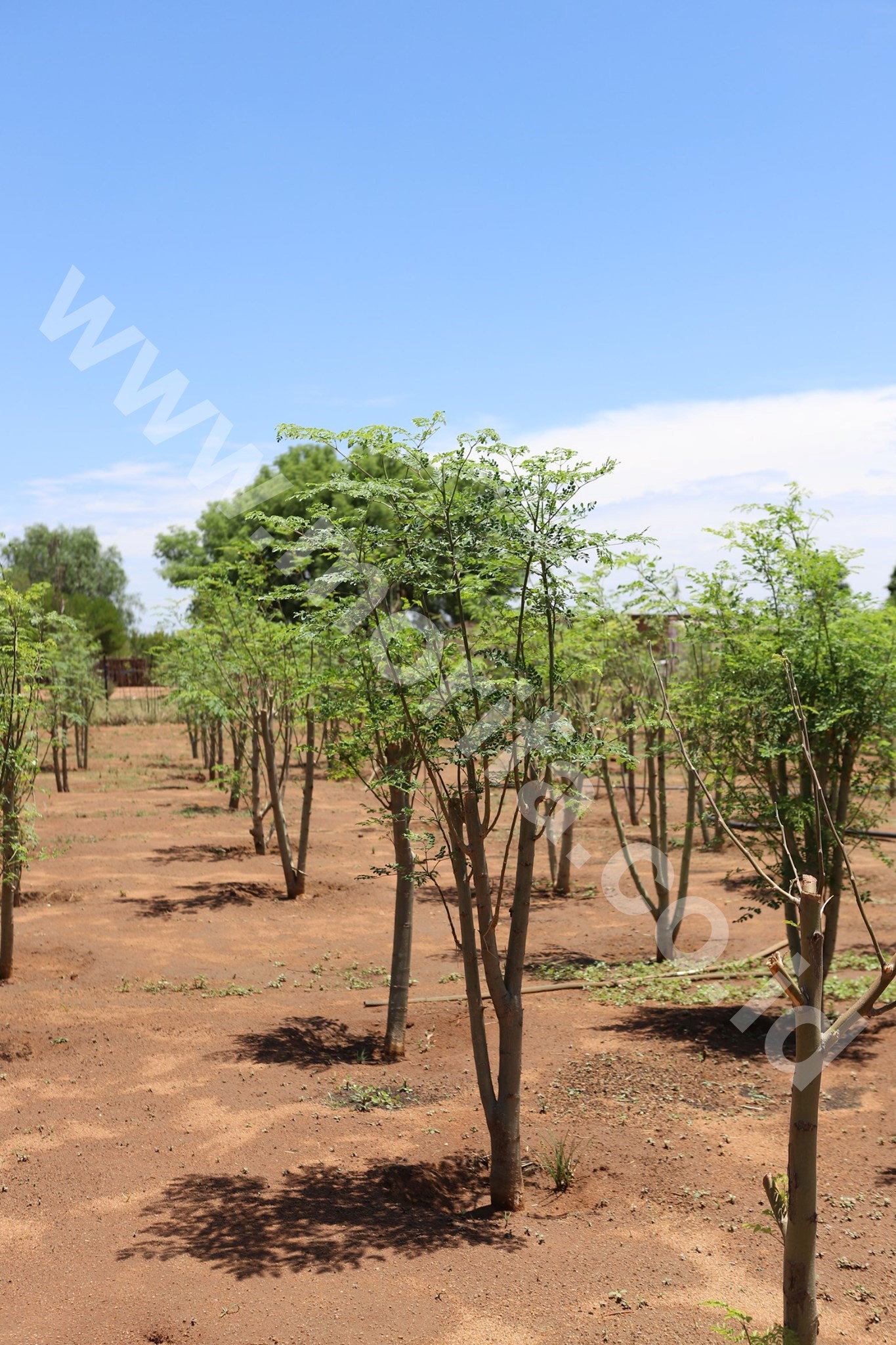 Morifa.co.id | Location, Drying Process, And Ways To Consume Moringa ...