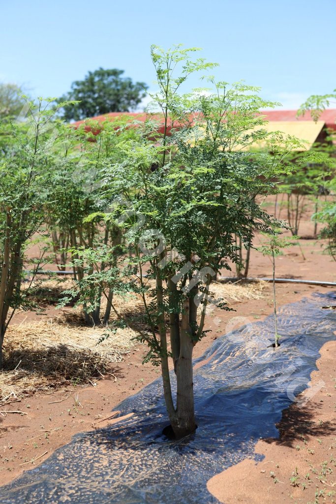 Morifa.co.id | Benefits of Moringa Powder for Children’s Health